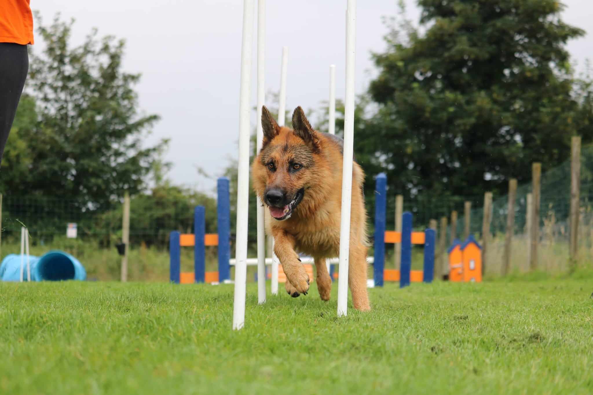 Beechgrove Doggy Fun Park | Secure Dog Field on dogparks