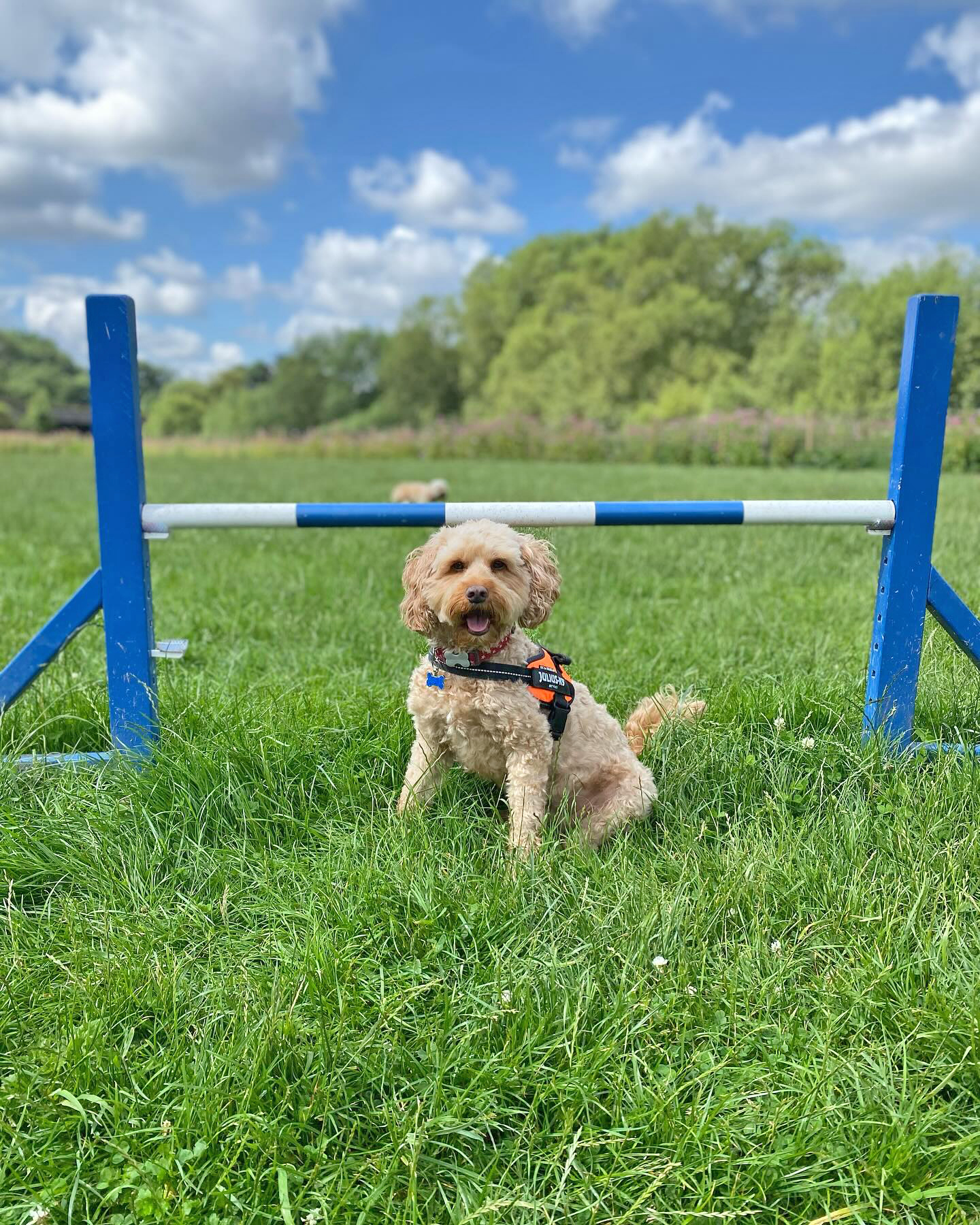 Exercise Your Dog Without Taking Any Risks at Secure Paws - on dogparks.uk