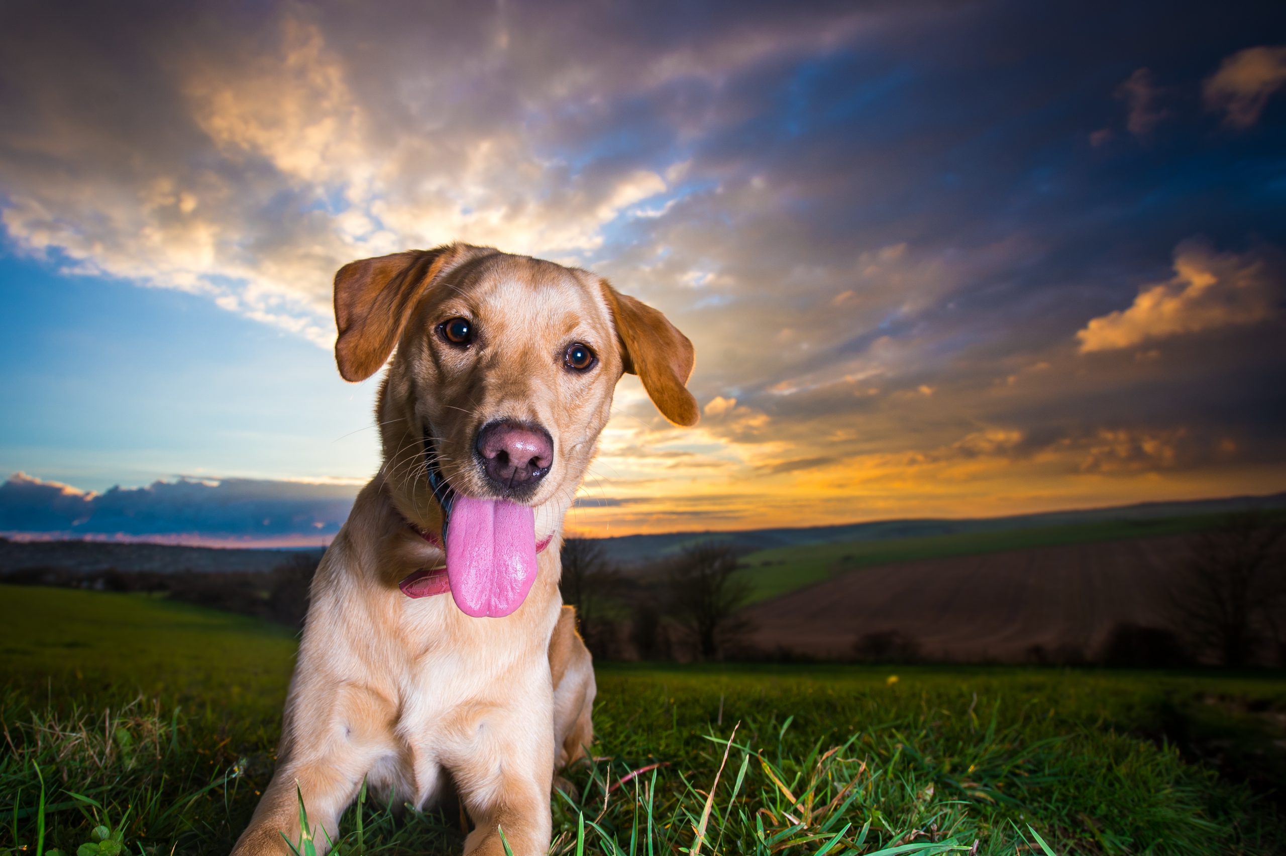 Blackdog Freedom Adventures | Secure Dog Field on dogparks