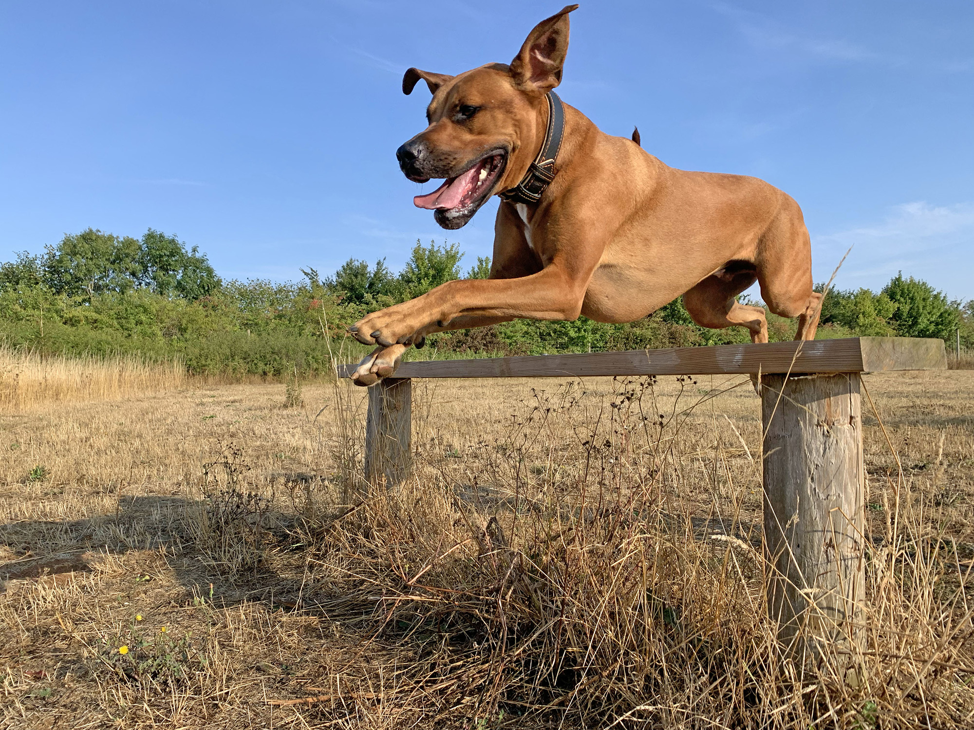 About dogparks.uk | Your Trusted Dog Field Booking System