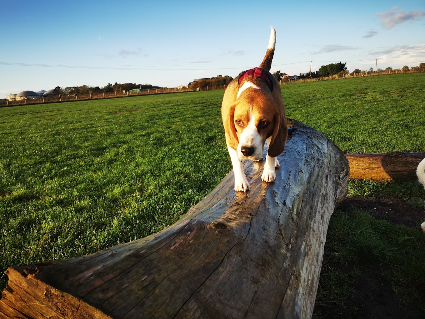 Field For Paws (Crowland) | Secure Dog Field on dogparks