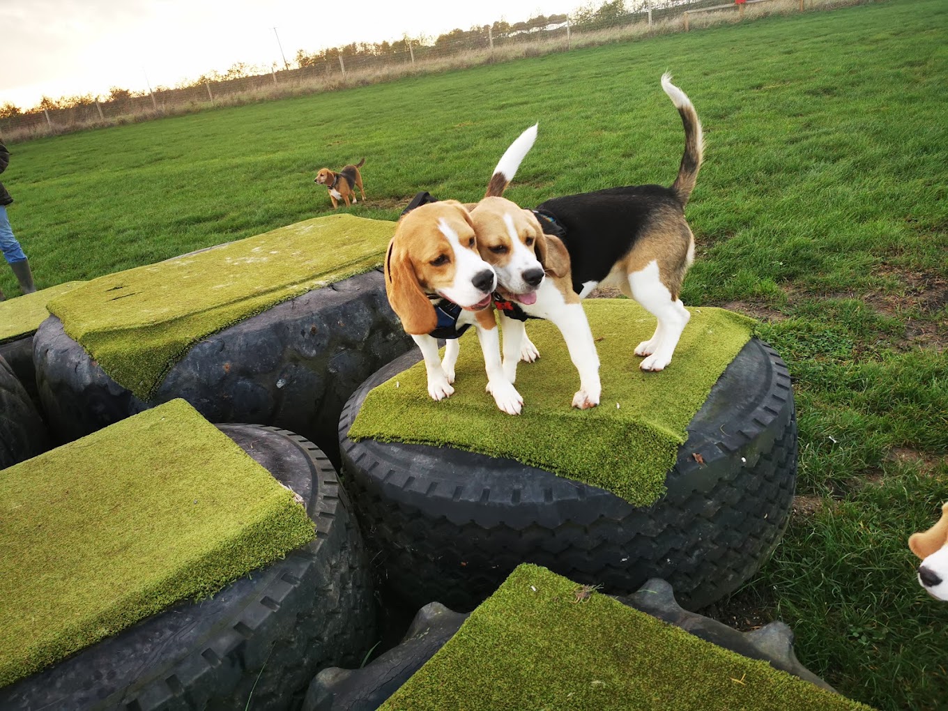 Field For Paws (Crowland) | Secure Dog Field on dogparks