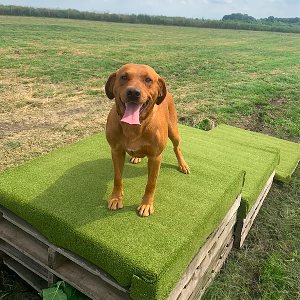 Field For Paws (Crowland) | Secure Dog Field on dogparks