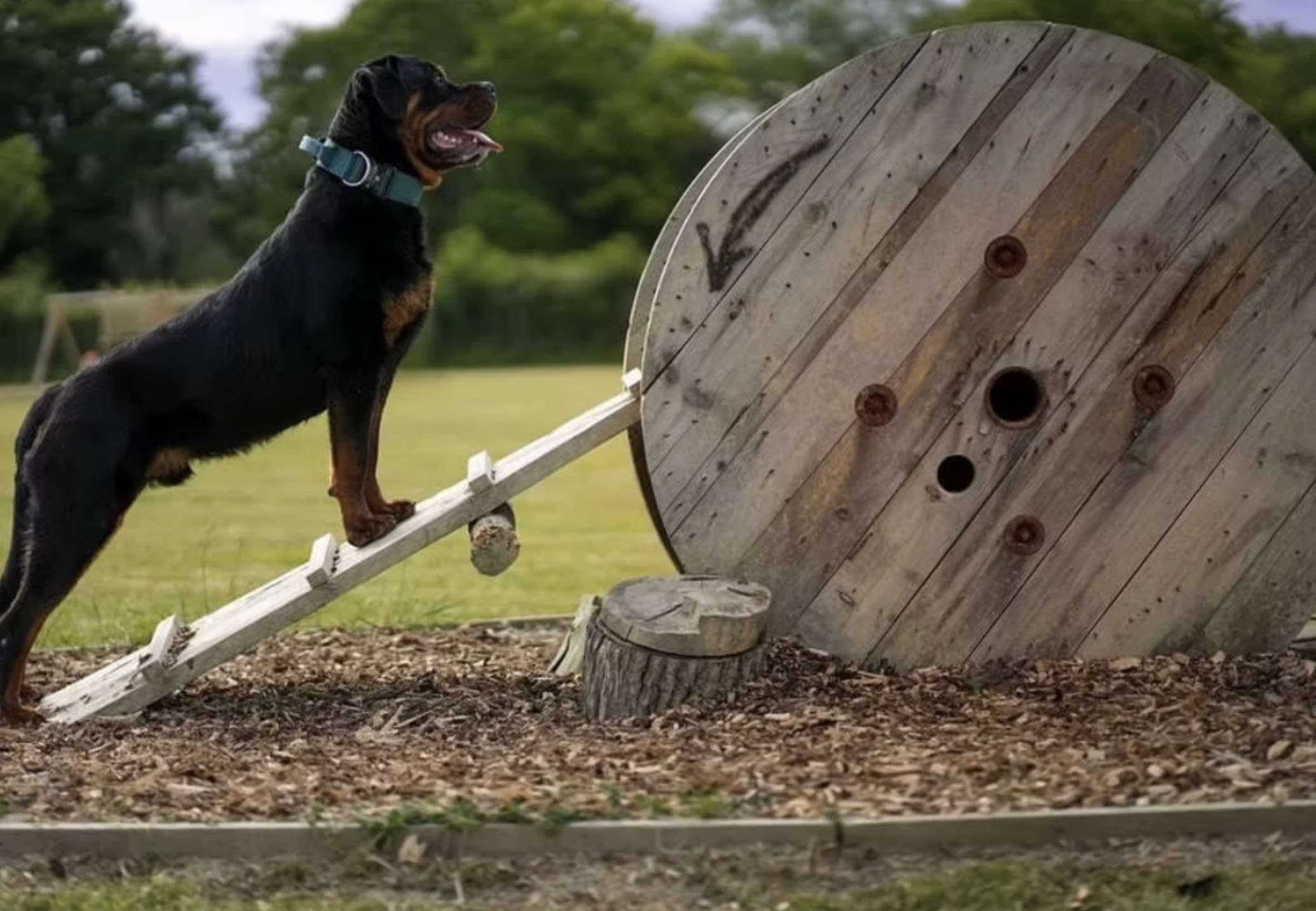 A Dogs Life Adventure Field in Hookwood | Secure Dog Field on dogparks